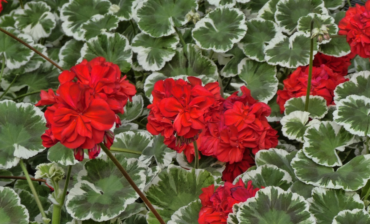 Pochi sanno quando bagnare i gerani per averli incredibilmente ...