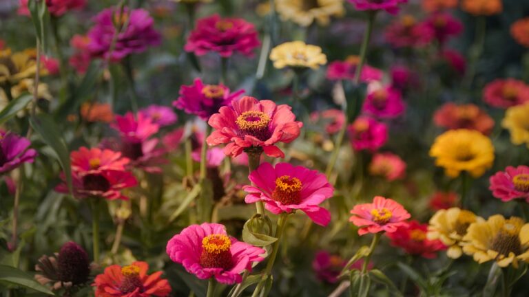 Miliardi di fiori azzurri inonderanno i nostri terrazzi per mesi grazie ...